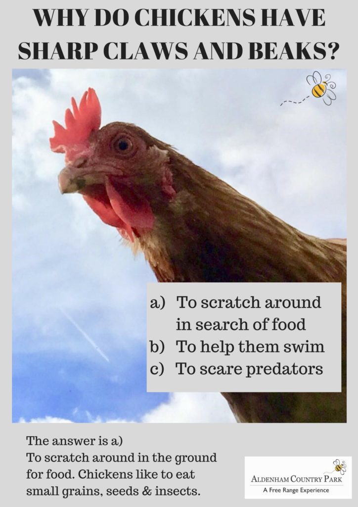 Why do chickens have sharp claws and beaks - Outdoor Classroom Day UK ...